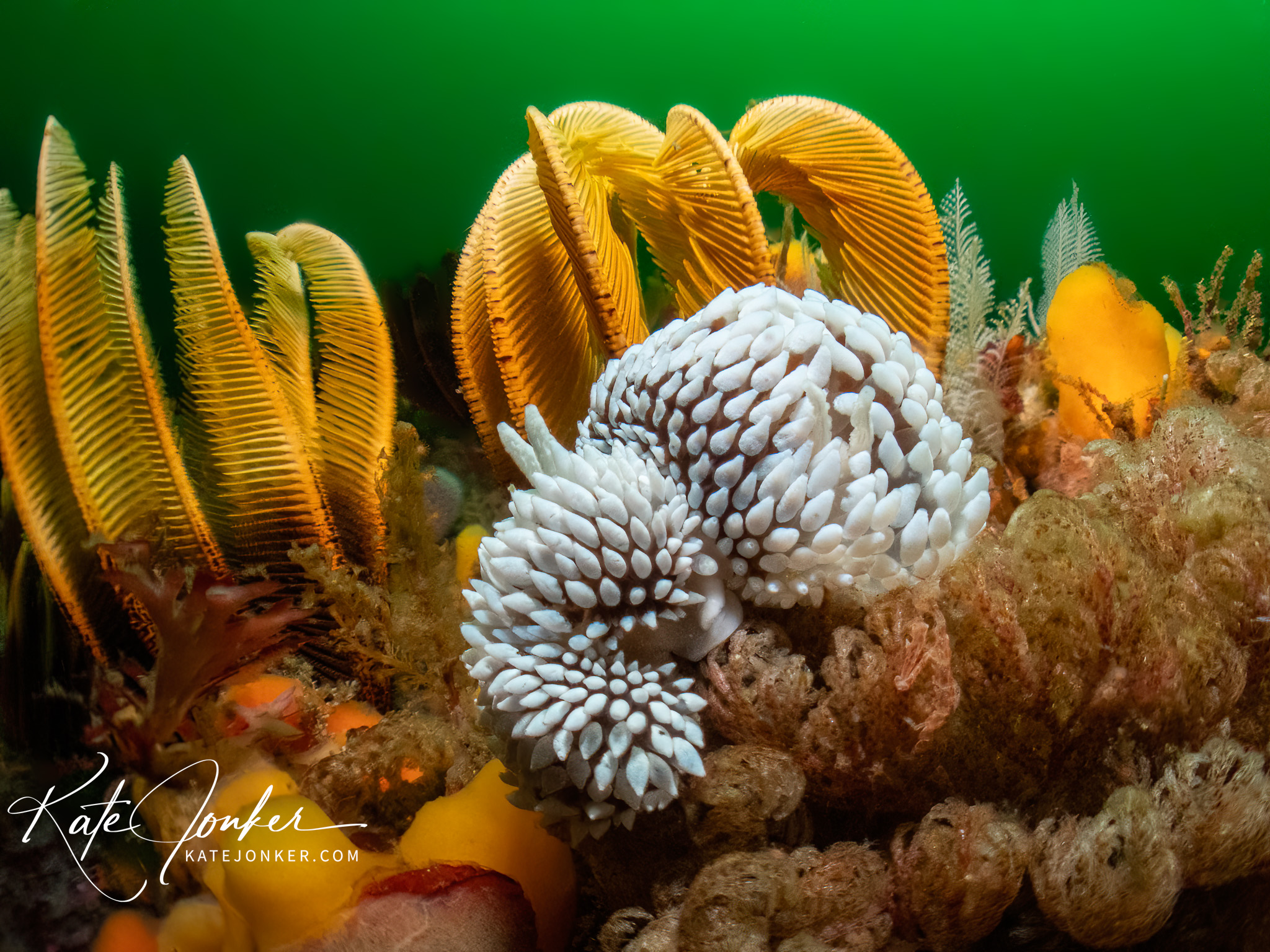Image uploaded to tg-underwater-photography-made-easy